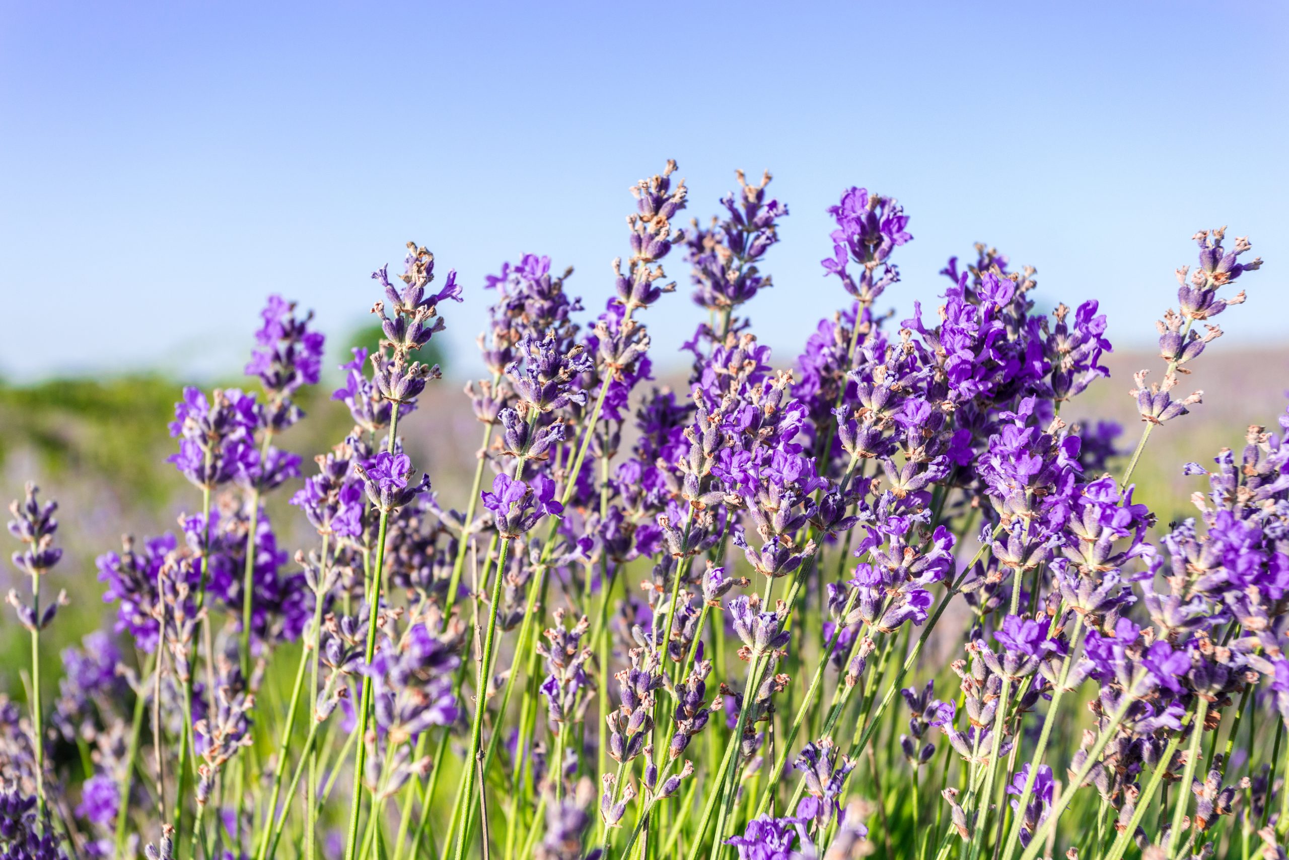 Lavanda Vrećice – Najbolje Lavanda Vrećice
